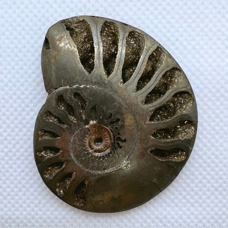 Natural Pyritized Ammonite Form Ulianovsk,russia. - Etsy