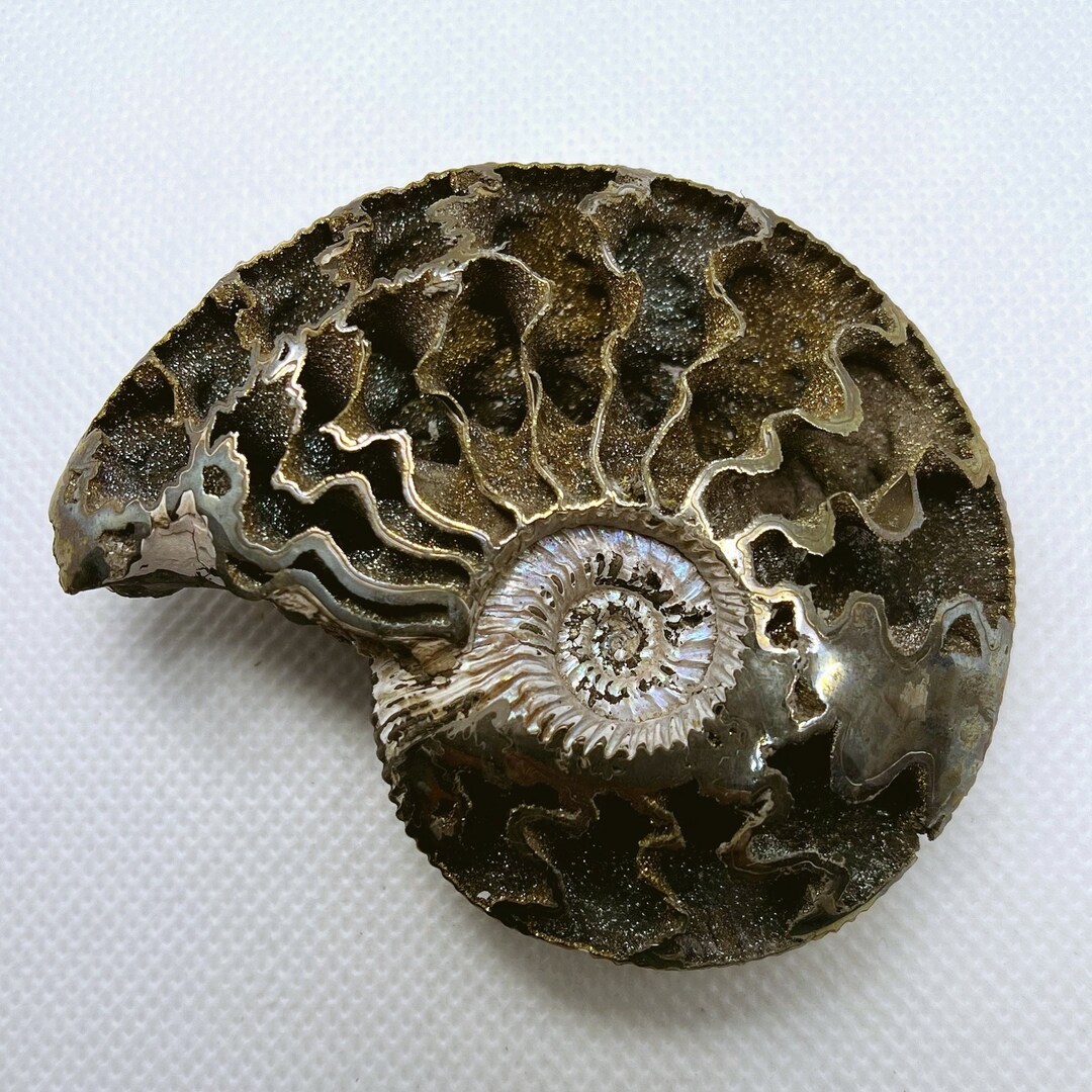 Natural Pyritized Ammonite Form Ulianovsk,russia. - Etsy