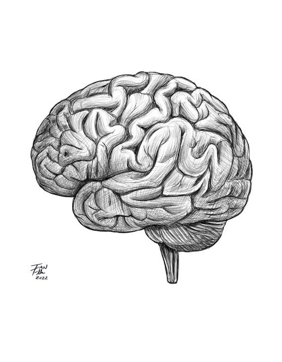 Brain Sketch