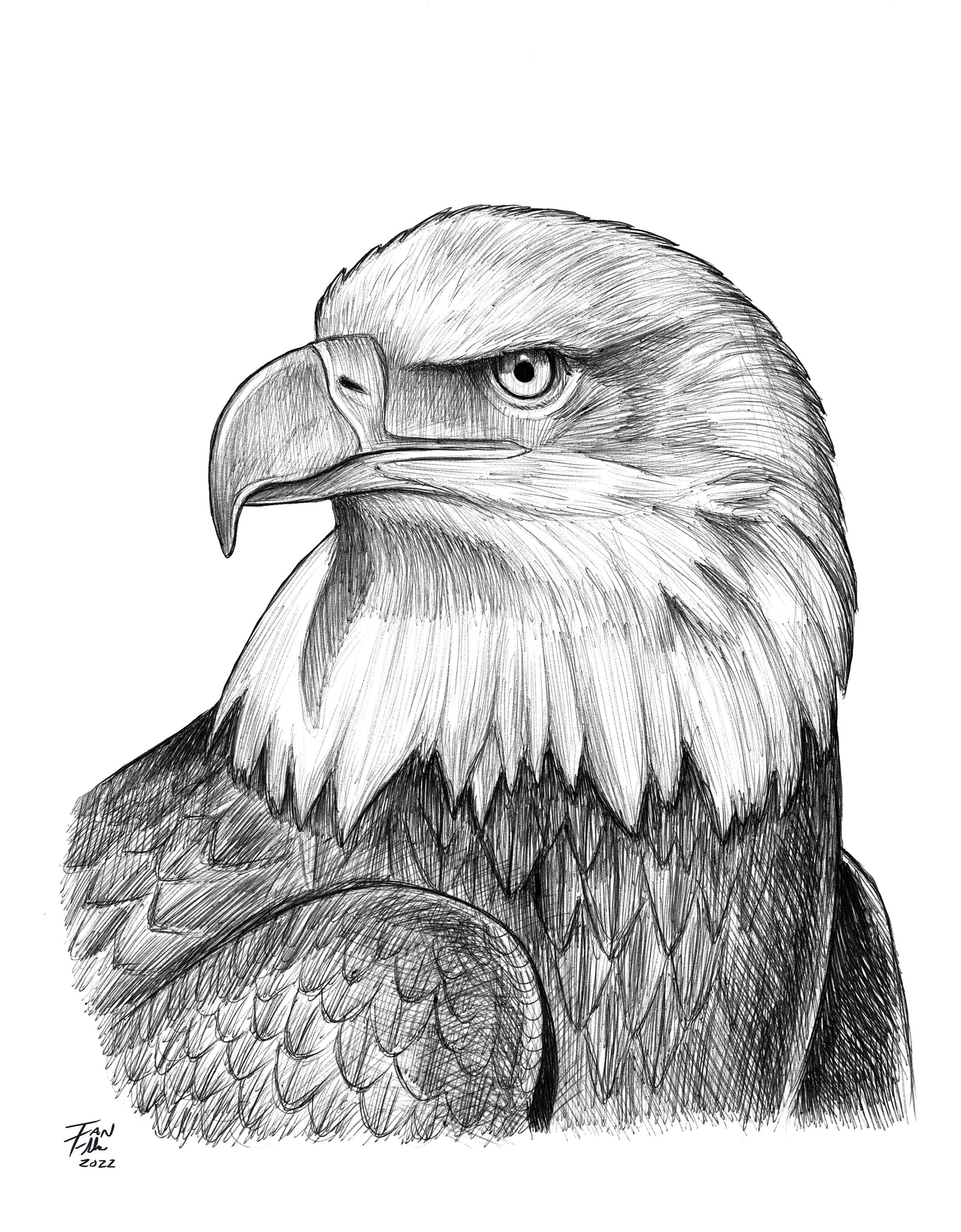Eagle Drawing