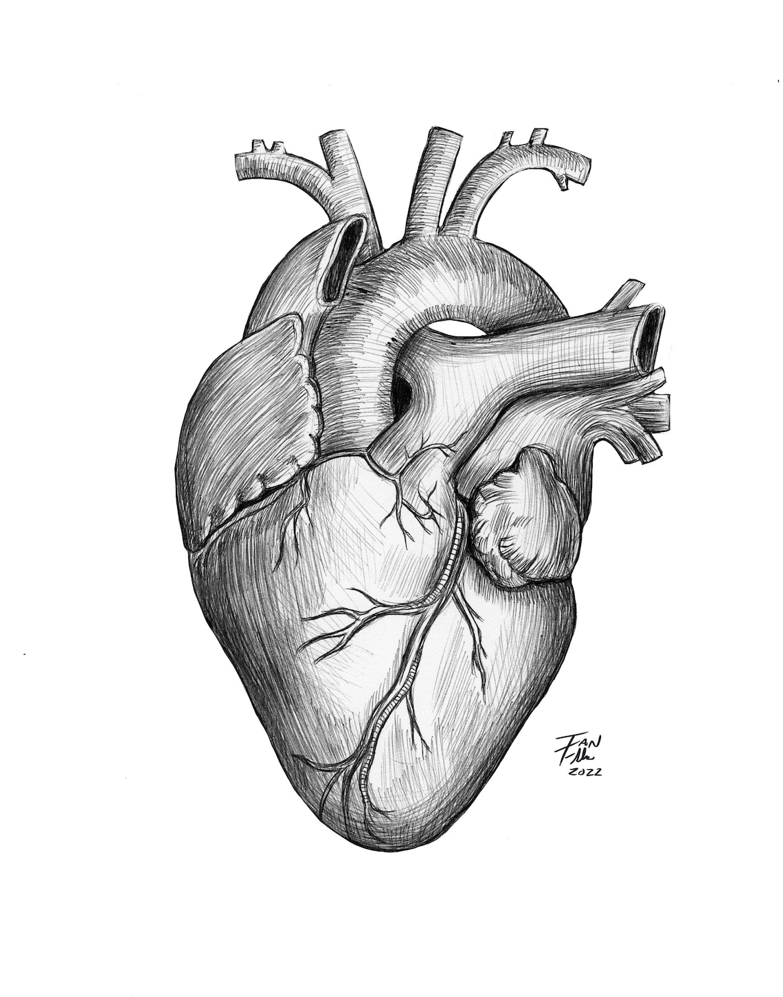 Anatomical Heart Drawing, Heart, Anatomy, Medical, Medical Illustration ...