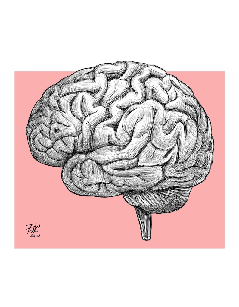 Brain Drawing, Anatomy, Fine Art Print, Human, Artwork - Etsy
