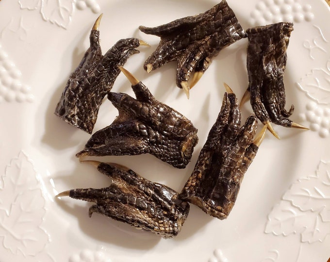Alligator Foot Curio Hoodoo Voodoo Witchcraft Lucky Gator Paw - Etsy