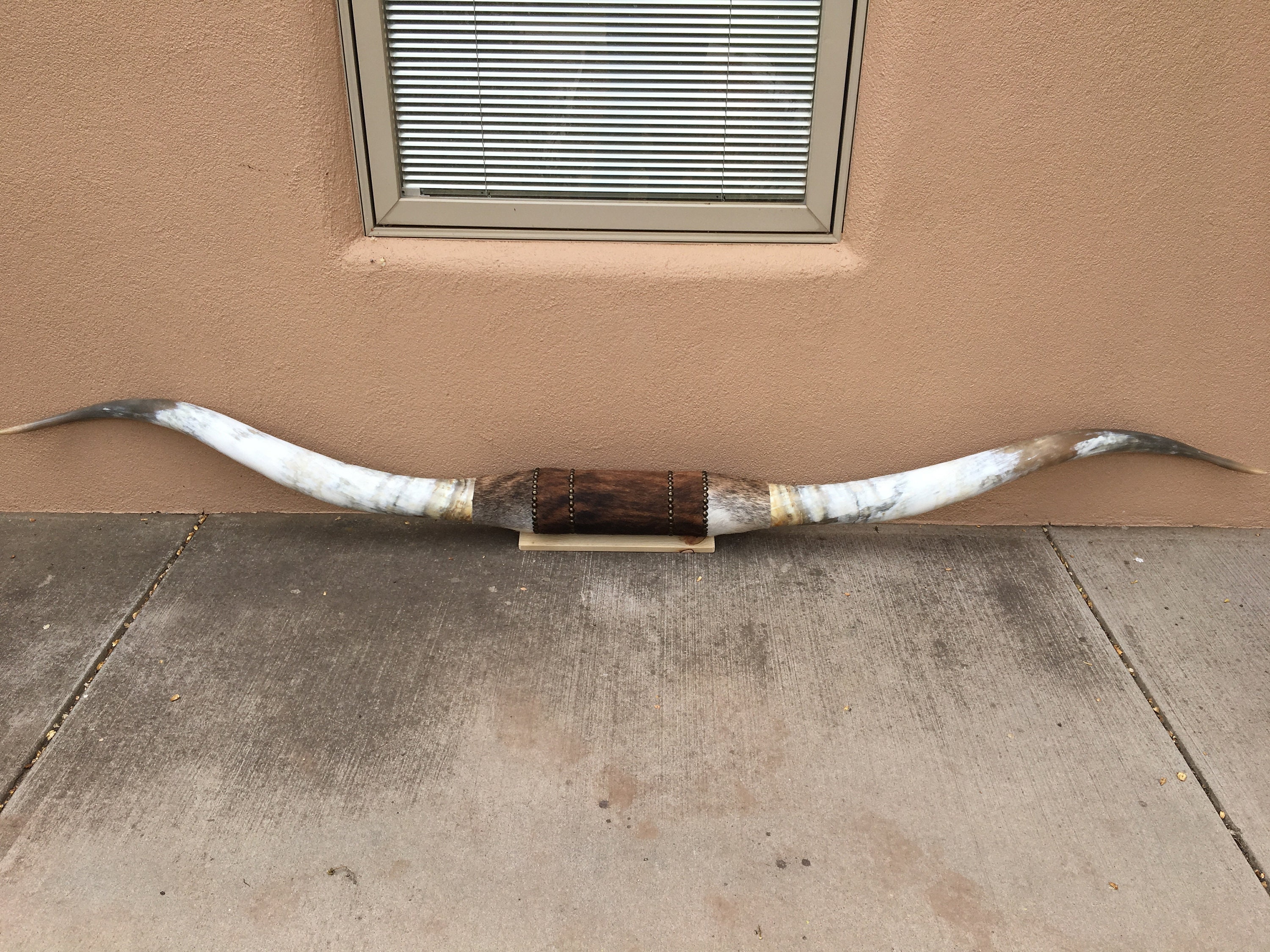 HUGE Mounted LONGHORN Steer horn 8 feet 1 1/2 inches wide | Etsy