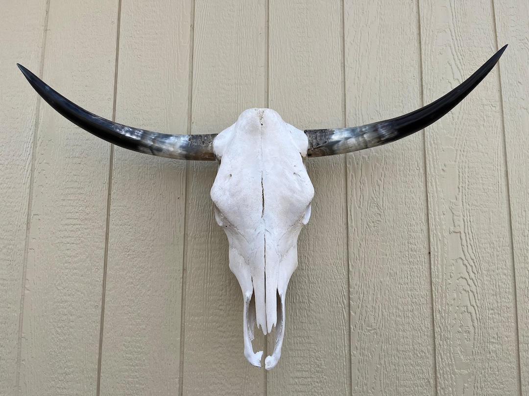 Longhorn Steer Skull With 3 Feet 4 INCH Wide Polished Horns Cow Bull ...