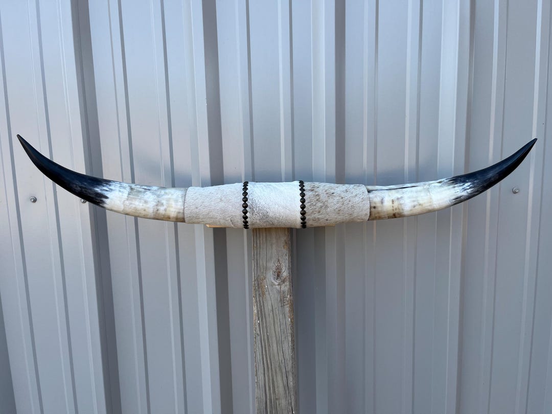 Mounted LONGHORN Steer Horn 3 Feet 1 1/2" Inch Wide Polished Cow Horns ...