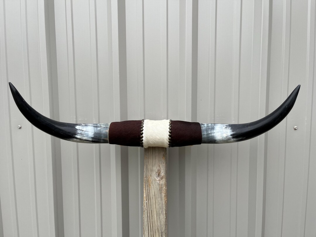 Mounted LONGHORN Steer Horn 35 Inch Wide Polished Cow Horns Bull ...