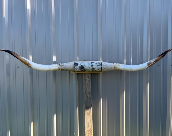 Mounted LONGHORN Steer Horn 6 Feet 1 1/2 Wide Polished Cow Horns Bull ...