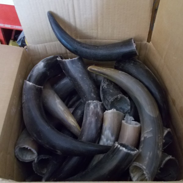 Raw Cow Horns - Etsy