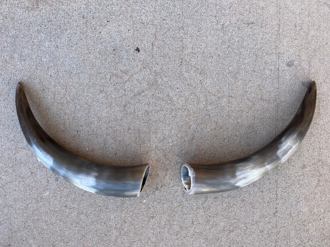Steer Horn Pair 10 1/2 by 13 Polished Cow Horns Bull Western Decoration ...