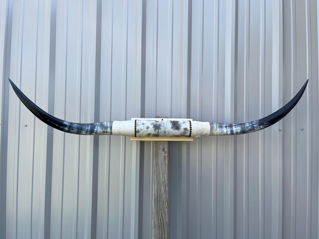 Mounted LONGHORN Steer Horn 5 Feet 1" Wide Polished Cow Horns Bull ...