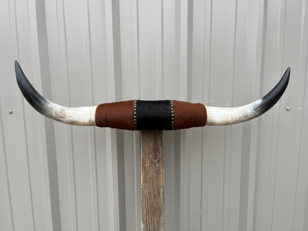 Mounted LONGHORN Steer Horn 35" Inch Wide Polished Cow Horns Bull ...