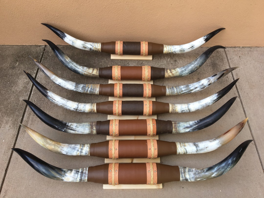 Mounted Steer Horn 6 Feet to 6' 4" Wide (one Only) Polished Cow Horns ...