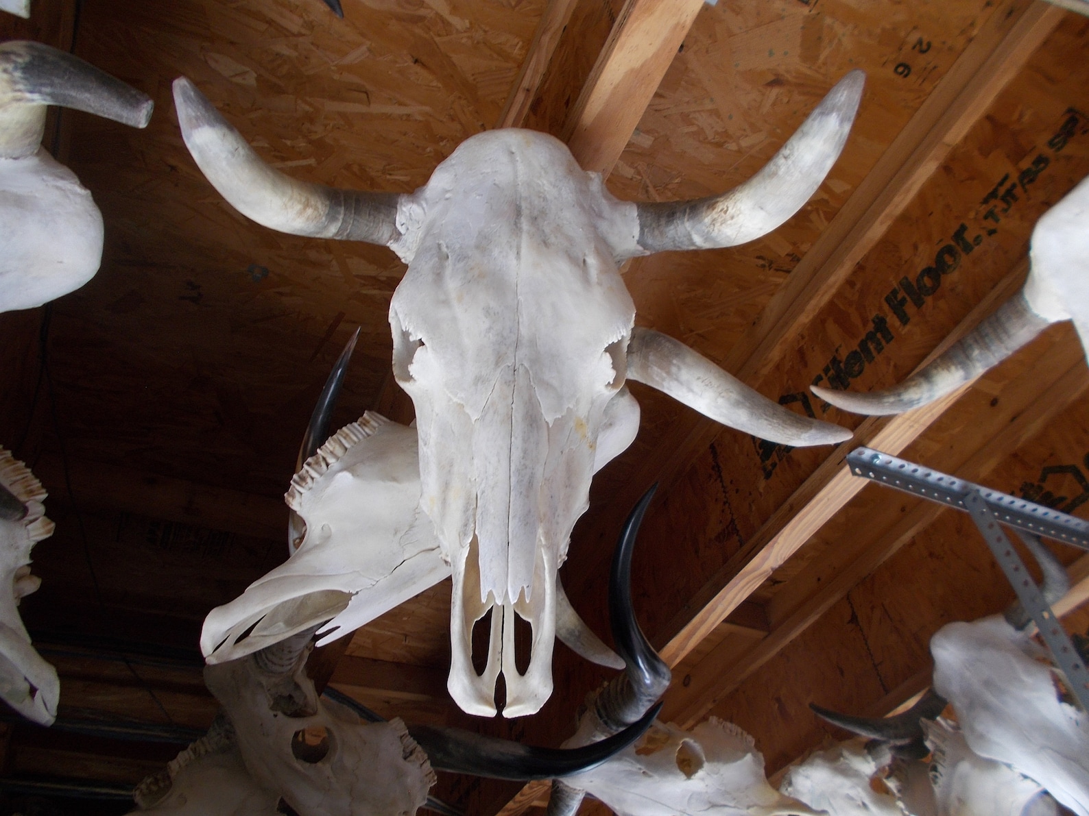 Real Steer Skull Head one Only Cow Horns 18 to - Etsy