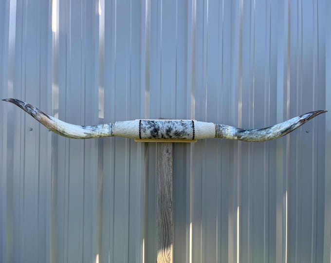 Mounted LONGHORN Steer Horn 6 Feet Wide Polished Cow Horns Bull Western ...