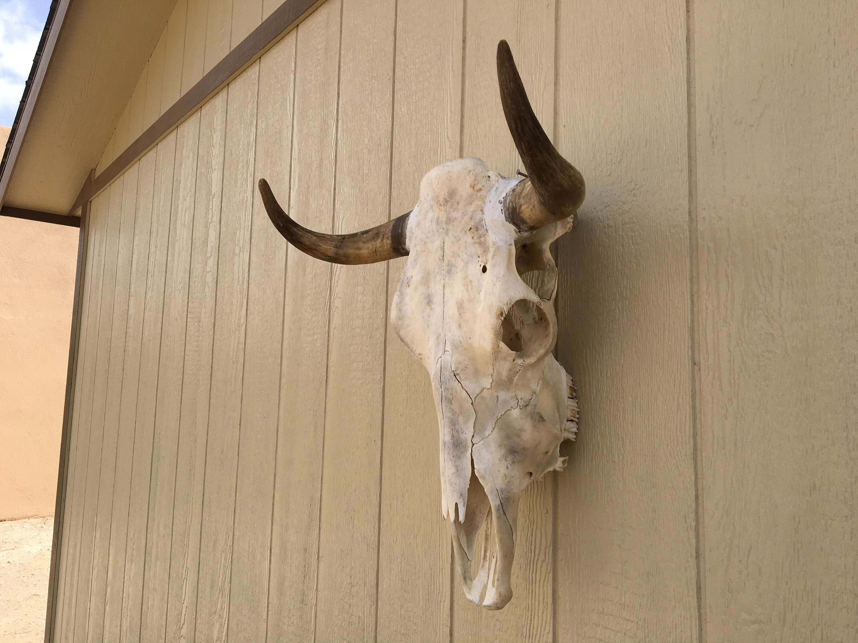 Art Objects Art & Collectibles Sculpture with Polished 19 wide horns ...