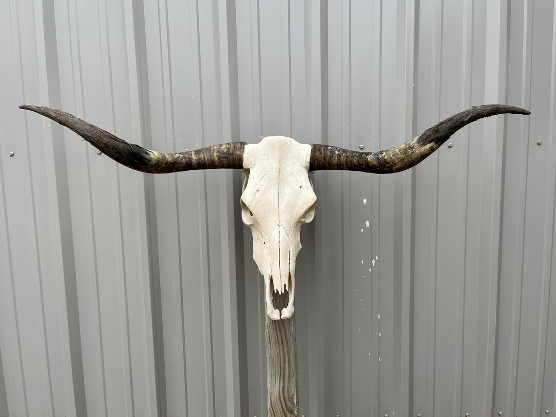 Longhorn Steer Skull W/ Unpolished Horns 4 Feet 3 1/2 Inch Wide Cow ...