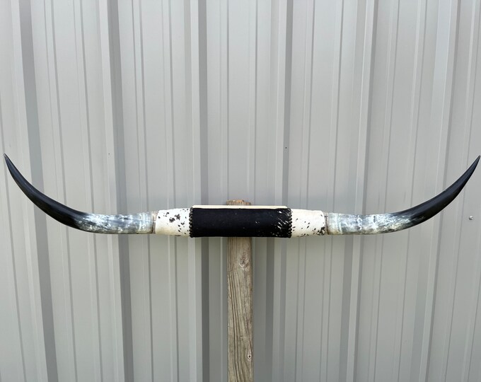 Mounted LONGHORN Steer Horn 4 FEET 7 Inch Wide Polished Cow Horns Bull ...