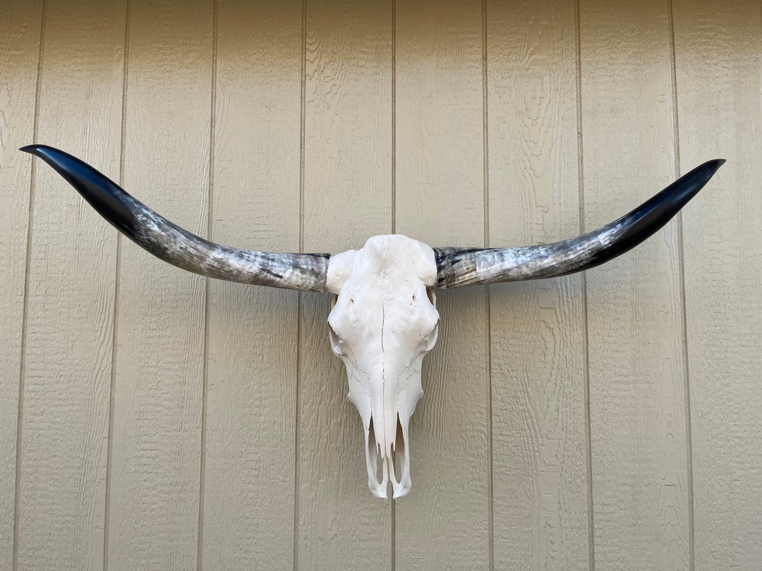 Longhorn Steer Skull With 4 Feet 4 Inch Wide Polished Horns Cow Bull ...