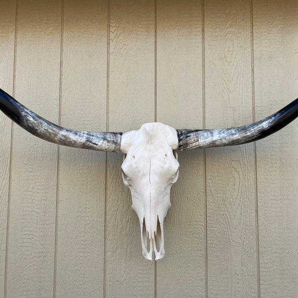 Faux Cow Skull - Etsy