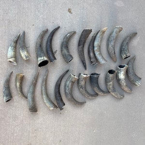 Steer Horn (one Horn Only) Raw Natural Cow Horns Bull for Black Powder ...