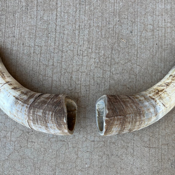 Raw Cow Horns - Etsy