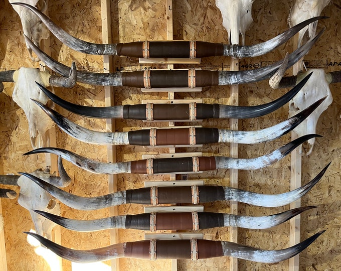 Mounted Steer Horn 5 Feet to 5 Feet 7" (one Only) Polished Cow Horns ...