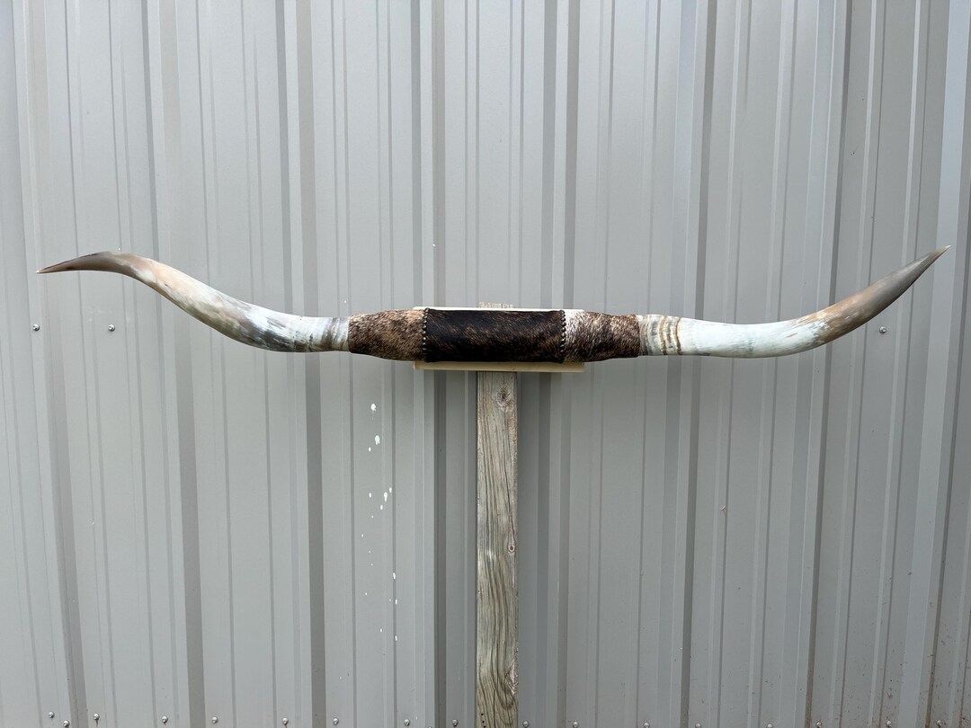 Mounted LONGHORN Steer Horn 5 Feet 10 1/2” Wide Polished Cow Horns Bull ...