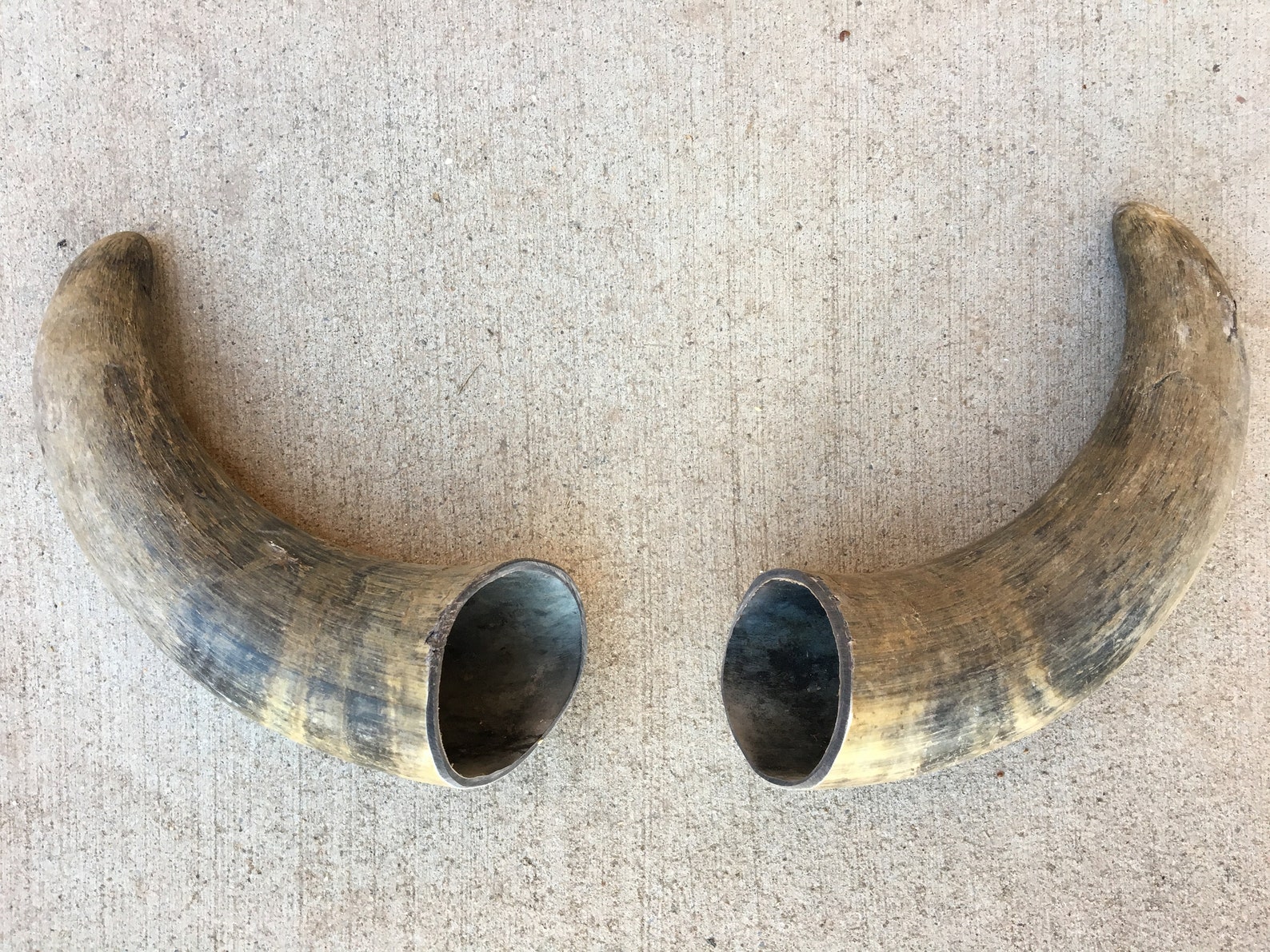 5 to 10 Carving Steer Horn Pair one Pair Only - Etsy