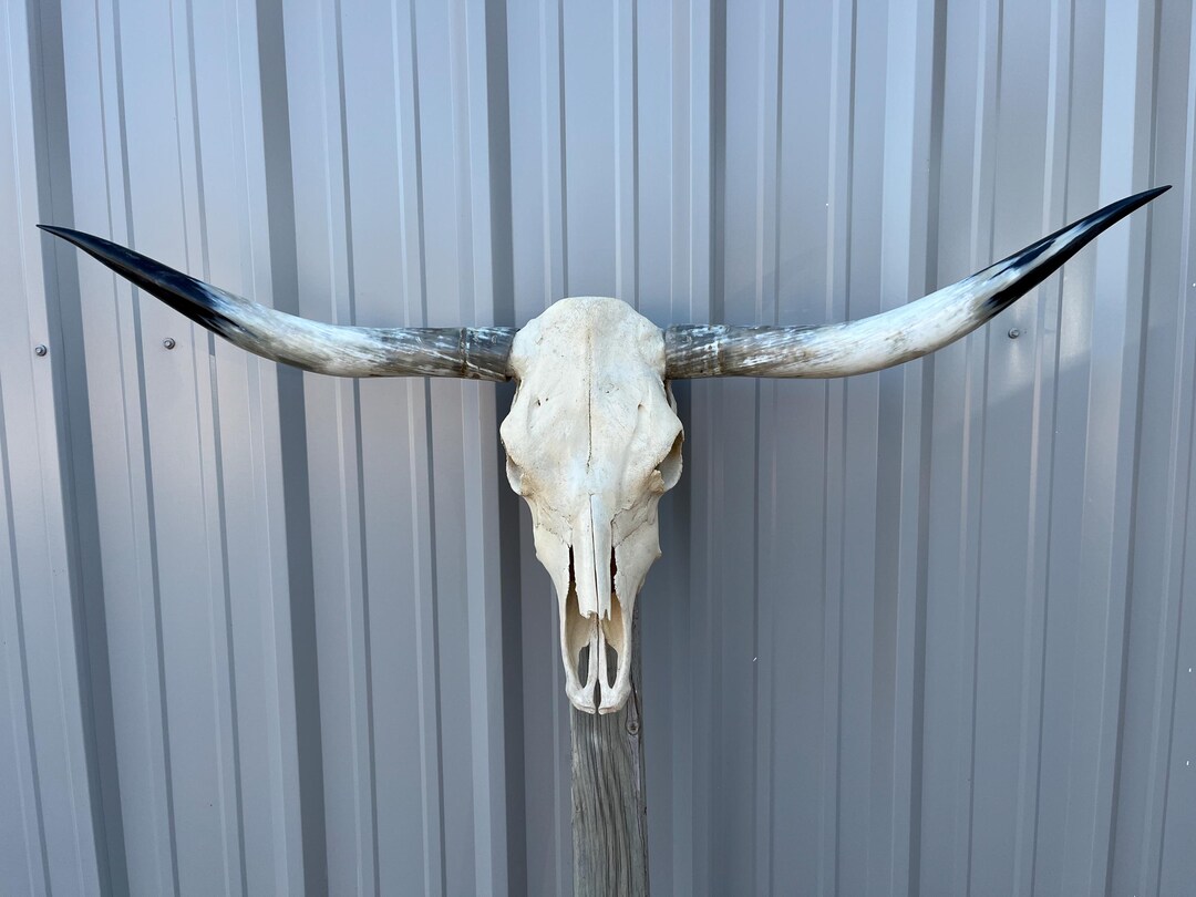 Longhorn Steer Skull With 3 Feet 11” Inch Wide Polished Horns Cow Bull ...