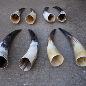 Black Powder Steer Horn Pair 14" to 19" (one Pair Only) Fine Polished ...