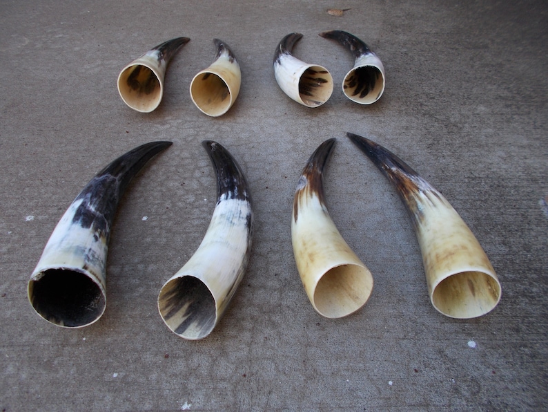 Black Powder Steer Horn Pair 14" to 19" (one Pair Only) Fine Polished ...