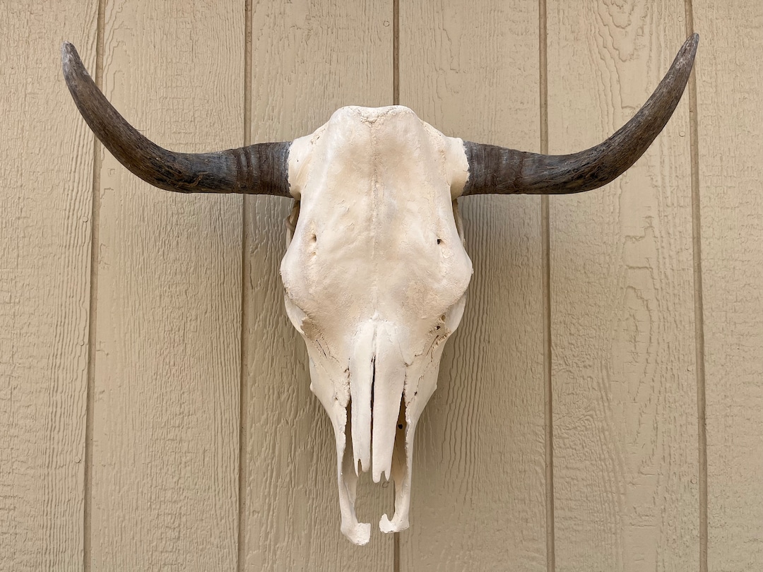 Steer Skull Head Cow Horns 24 1/4" Wide BIG Bull Authentic Western ...