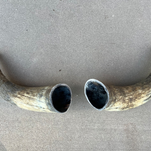 Raw Cow Horns - Etsy