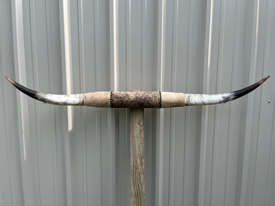 Mounted LONGHORN Steer Horn 4 FEET 1 1/2 Inch Wide Polished Cow Horns ...