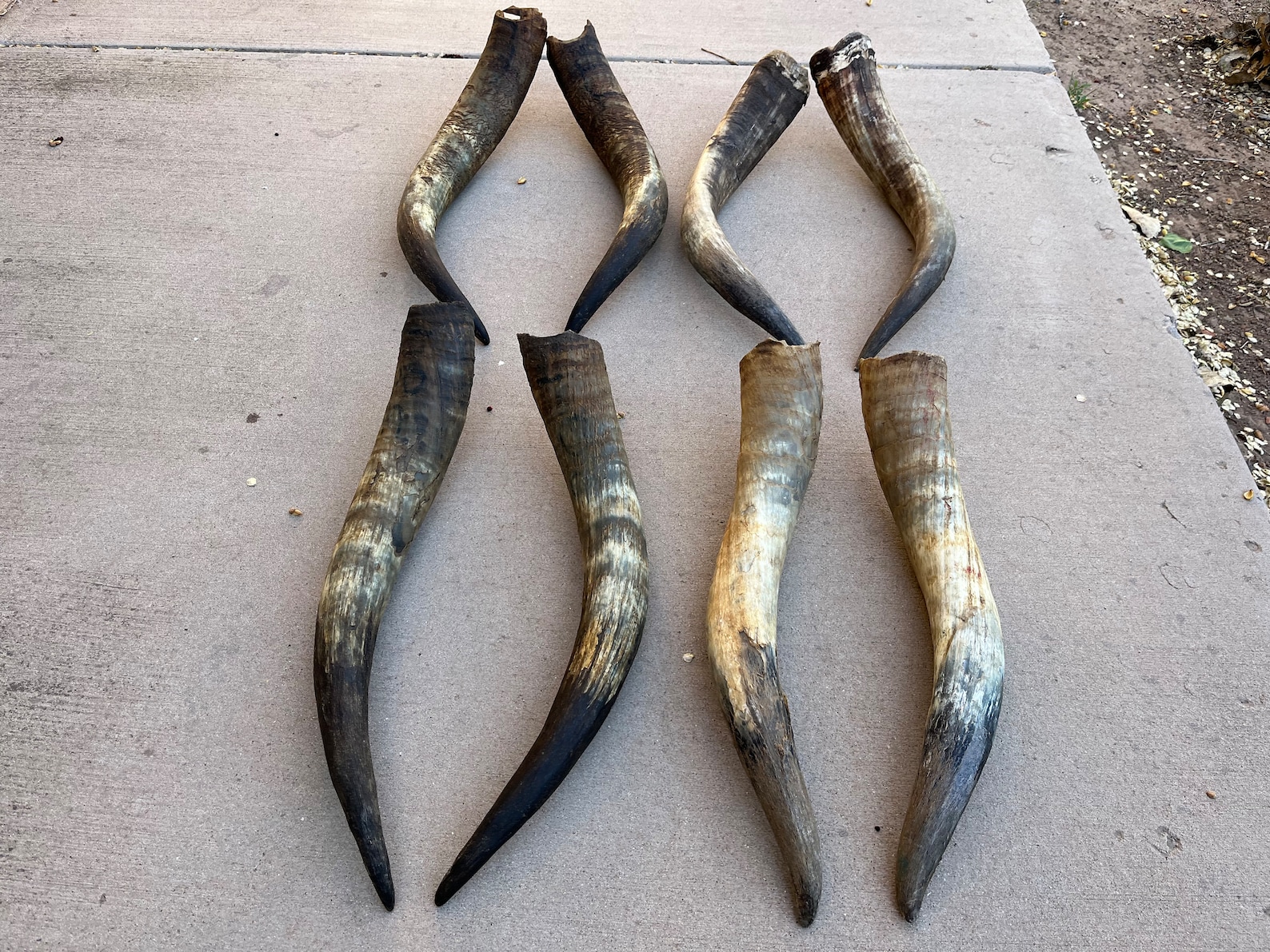 Black Powder Raw Steer Horn Pair 18" to 22" (one Pair Only) Unpolished ...