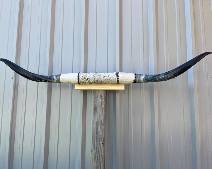 Mounted LONGHORN Steer Horn 5 Feet 1" Wide Polished Cow Horns Bull ...