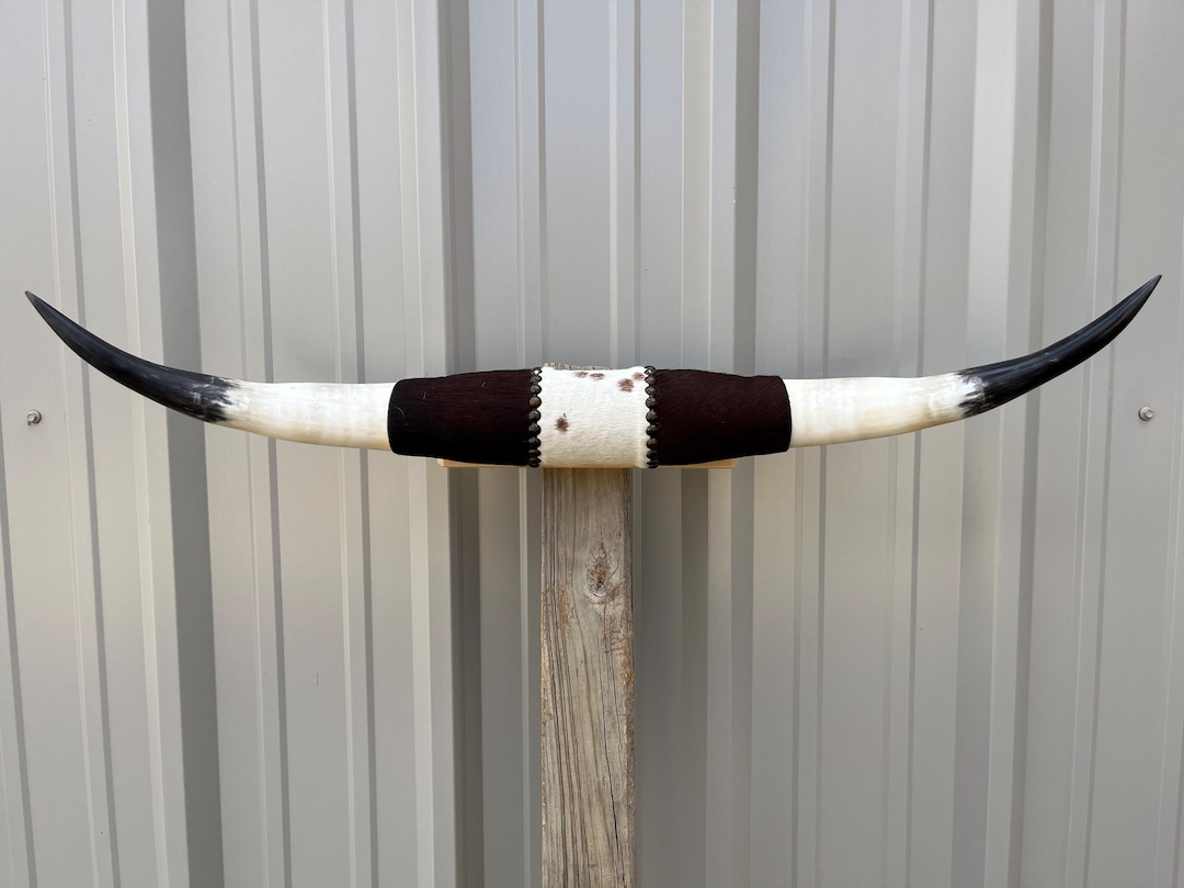 Mounted LONGHORN Steer Horn 35" Inch Wide Polished Cow Horns Bull ...