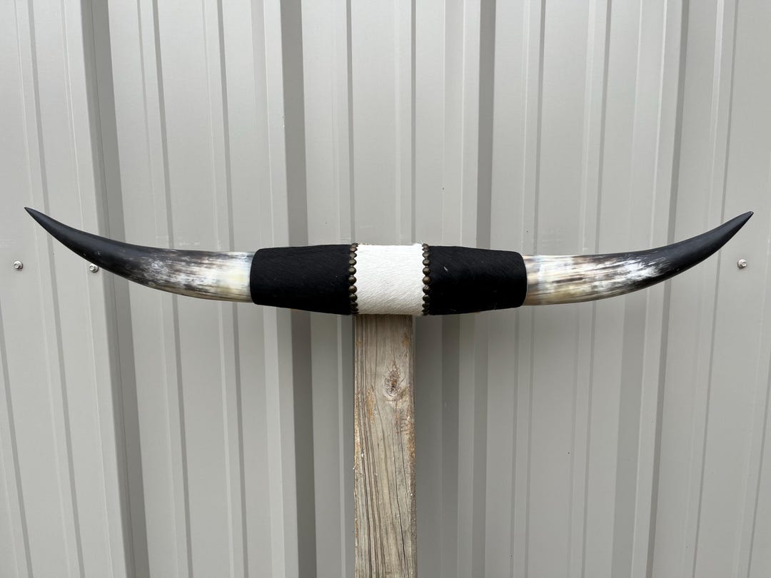 Mounted LONGHORN Steer Horn 35 Inch Wide Polished Cow Horns Bull ...