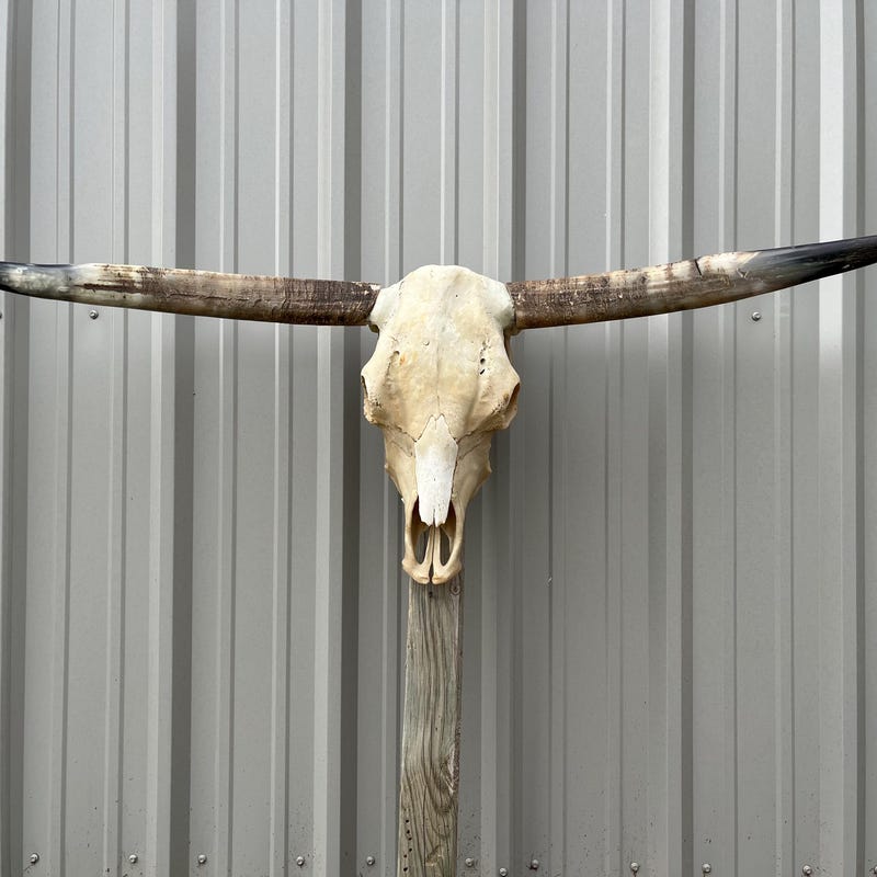 Authentic Mounted Longhorn - Etsy