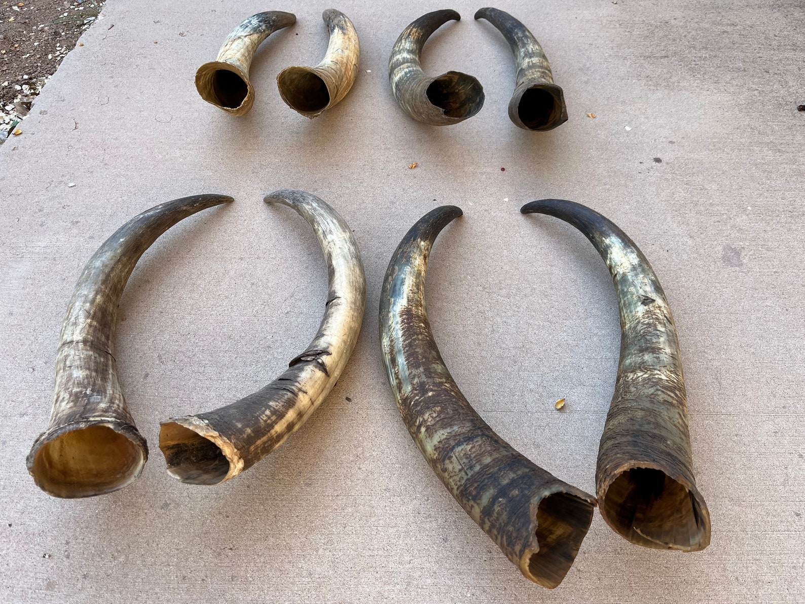 Black Powder Raw Steer Horn Pair 18" to 22" (one Pair Only) Unpolished ...