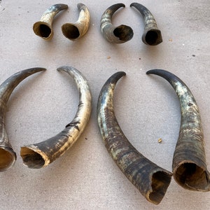 Black Powder Raw Steer Horn Pair 18" to 22" (one Pair Only) Unpolished ...