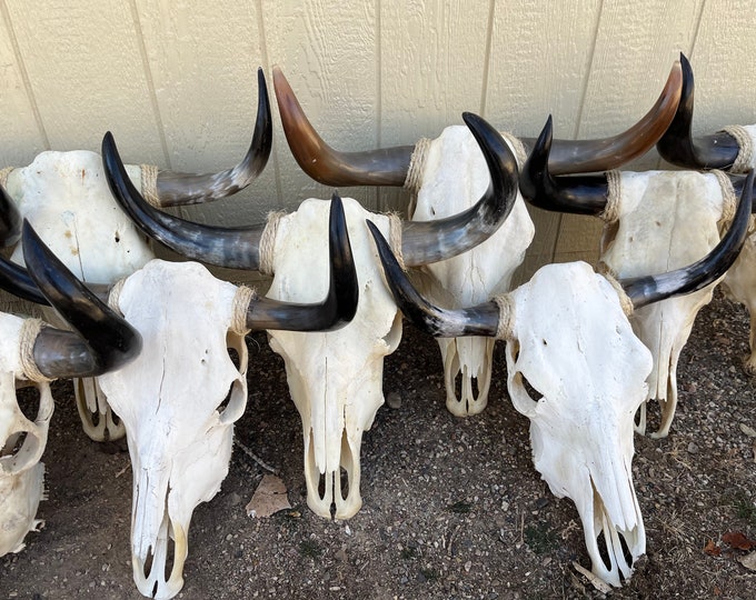 Steer Skull Head (one Only) With Polished 18" to 22" Wide Horns Cow ...