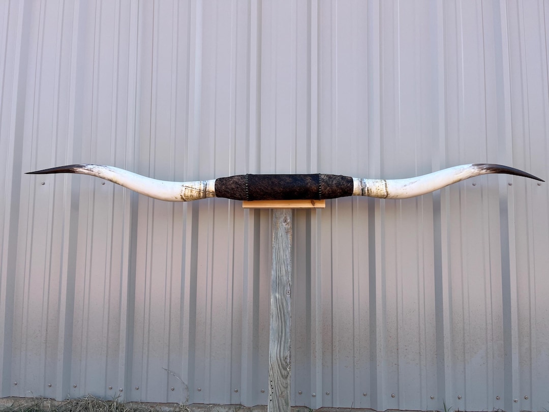 Mounted Steer Horns 7 Feet 3" Inch Wide Polished Cow Horn Bull Western ...