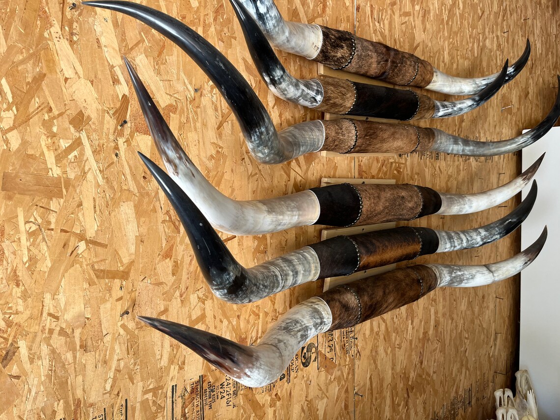 Mounted LONGHORN Steer Horn 5 FEET to 5 Feet 6" Inch Wide (ONE Only ...