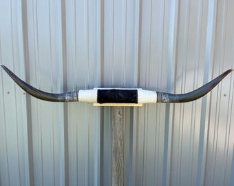 Mounted LONGHORN Steer Horn 5 Feet 1 Wide Polished Cow Horns Bull ...