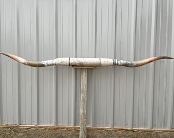 Mounted Steer Horns 7 Feet 3 Inch Wide Polished Cow Horn Bull Western ...