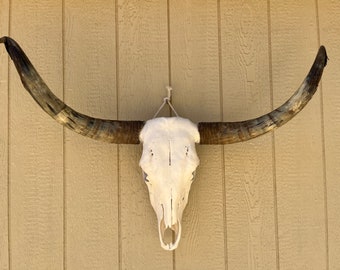 Longhorn Steer Skull With 3 Feet 1 Wide Polished Horns Cow Bull Head ...