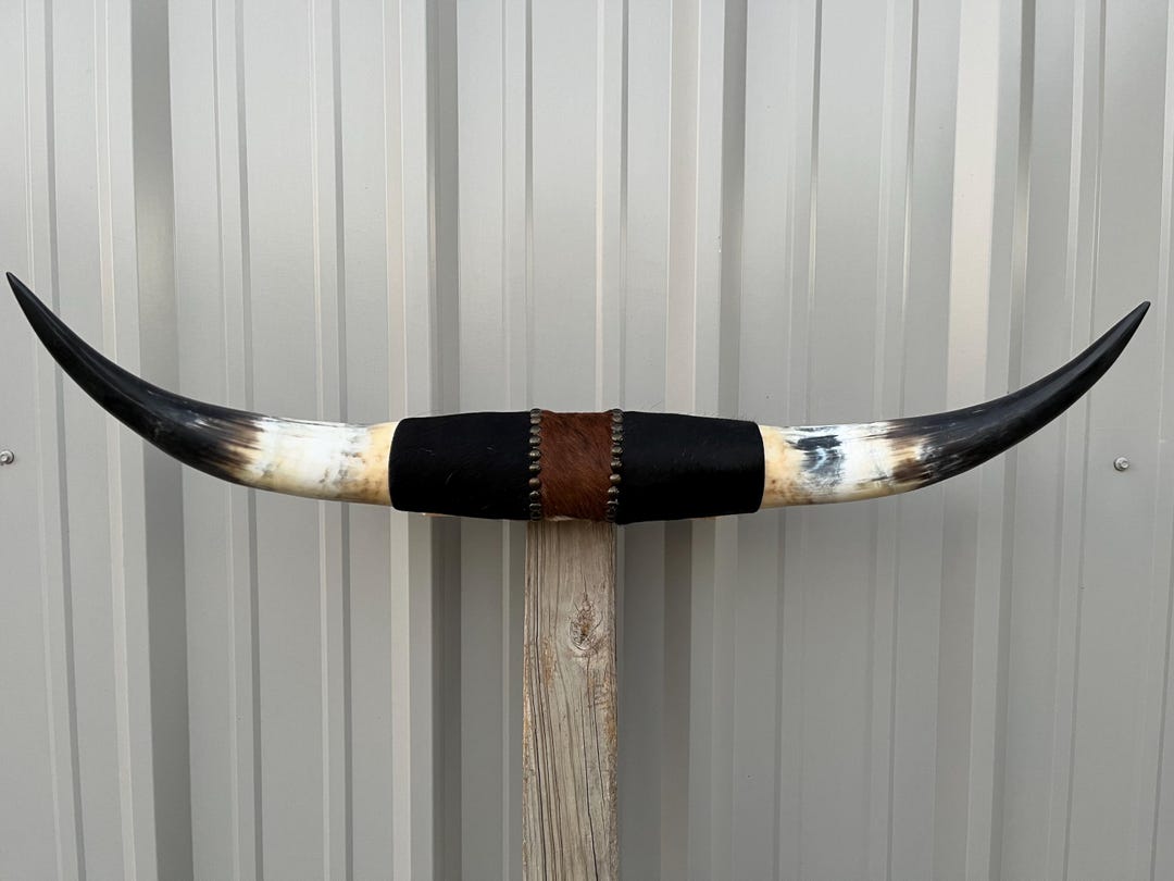 Mounted LONGHORN Steer Horn 33 1/2 Inch Wide Polished Cow Horns Bull ...