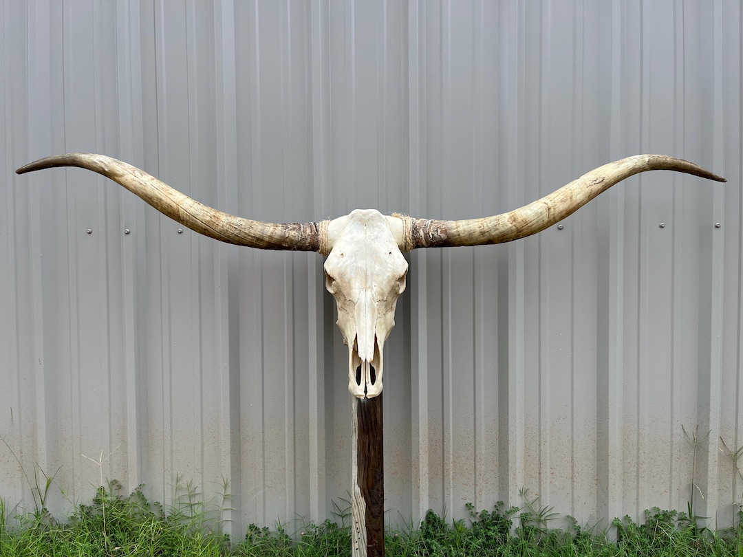 Longhorn Steer Skull W/ Unpolished Horns 6 Feet 3 Inch Wide Cow Bull - Etsy